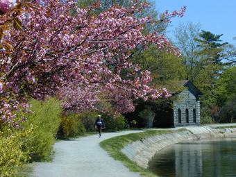Brookline Town Green